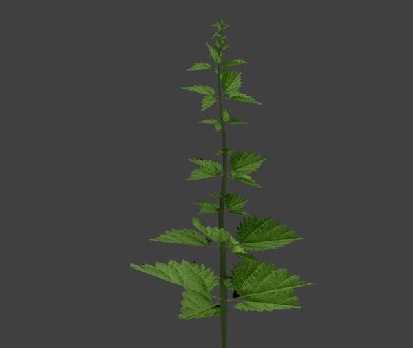 3d model stinging nettle