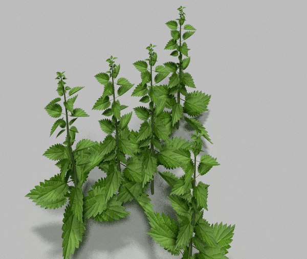 3d model stinging nettle