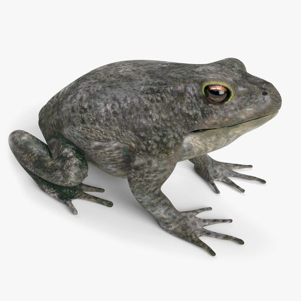 Free 3D Toad Models | TurboSquid