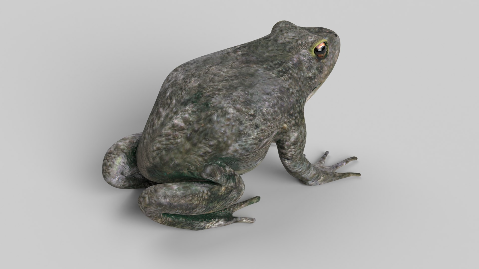Toad Animal Amphibian 3D Model - TurboSquid 1690398