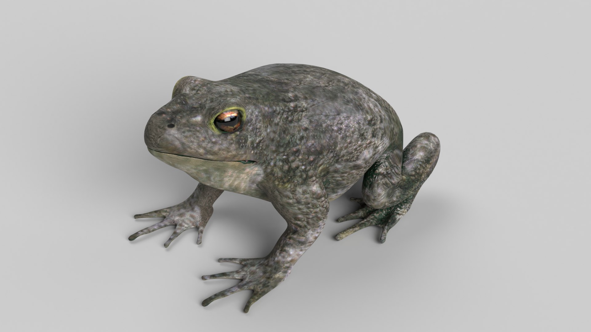 Toad Animal Amphibian 3D Model - TurboSquid 1690398
