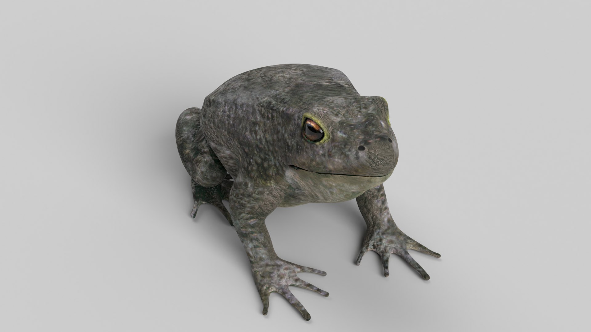Toad Animal Amphibian 3D Model - TurboSquid 1690398