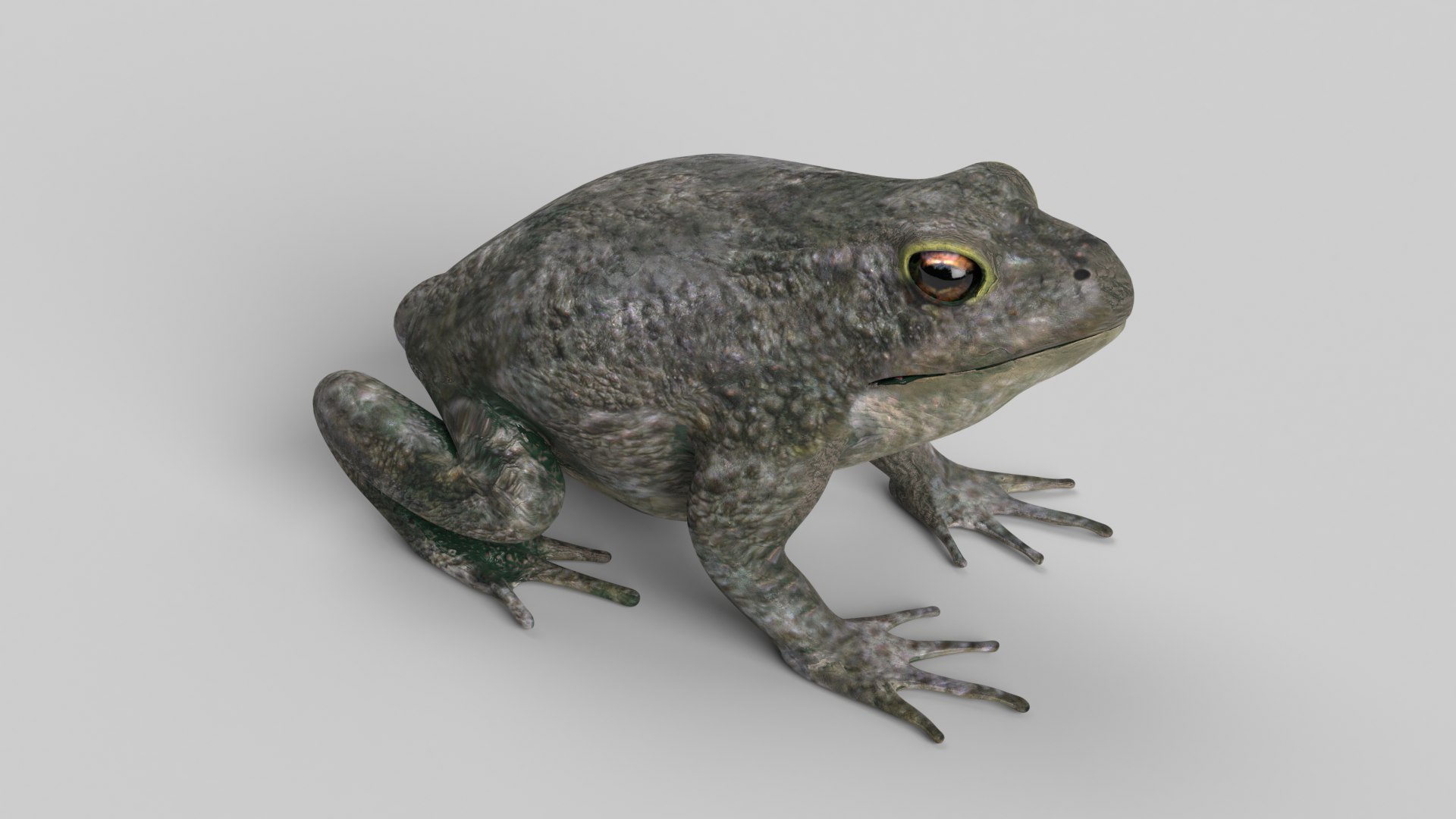 Toad Animal Amphibian 3D Model - TurboSquid 1690398