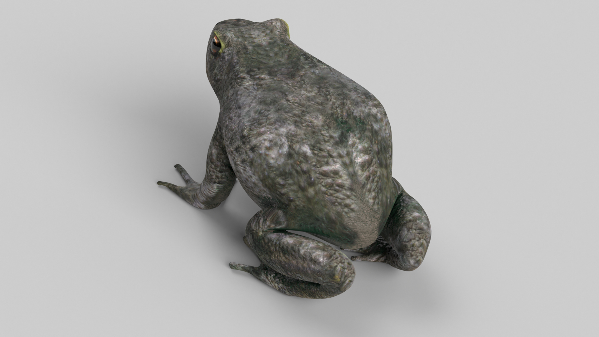 Toad animal amphibian 3D model - TurboSquid 1690398