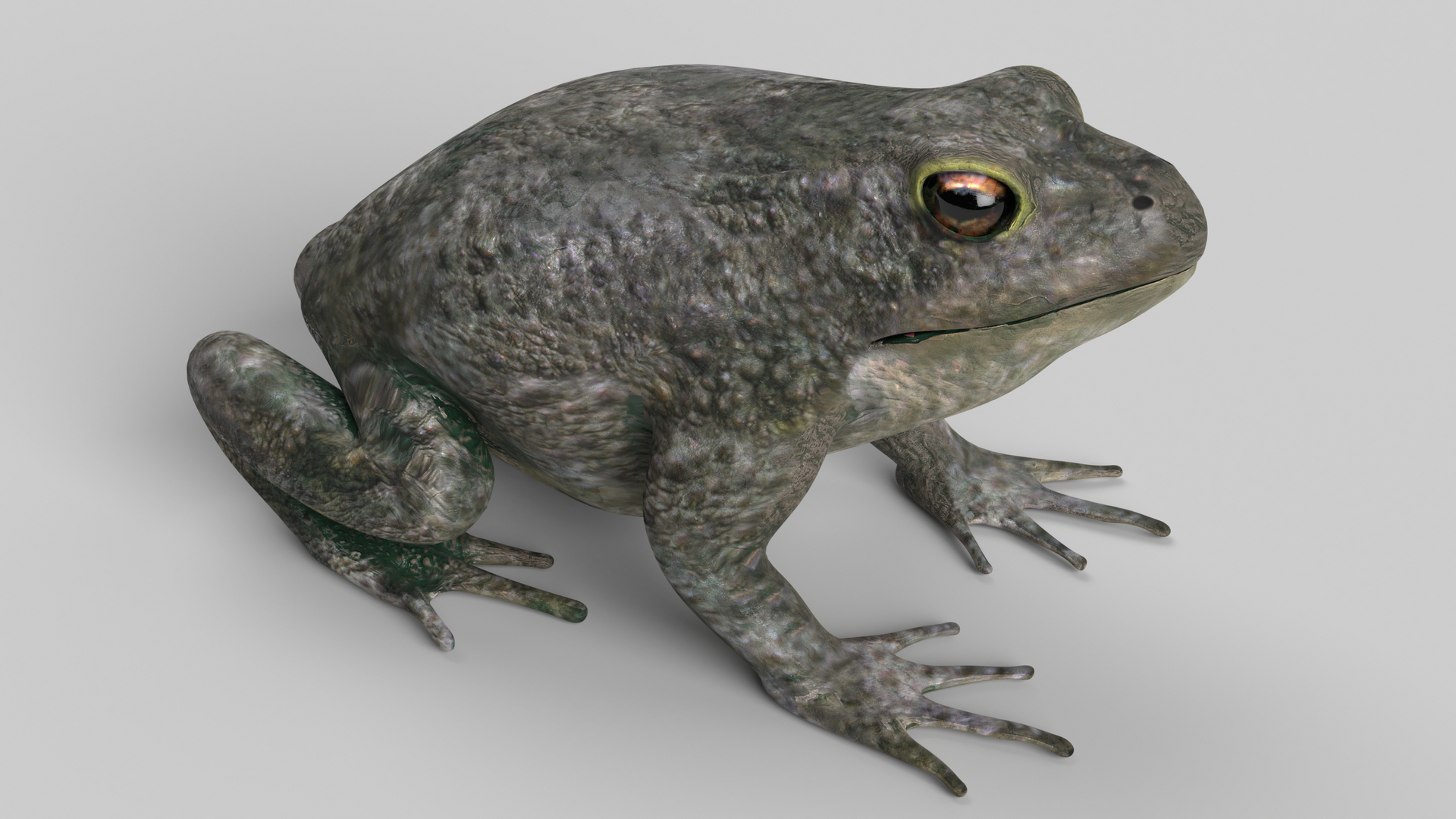 Toad animal amphibian 3D model - TurboSquid 1690398