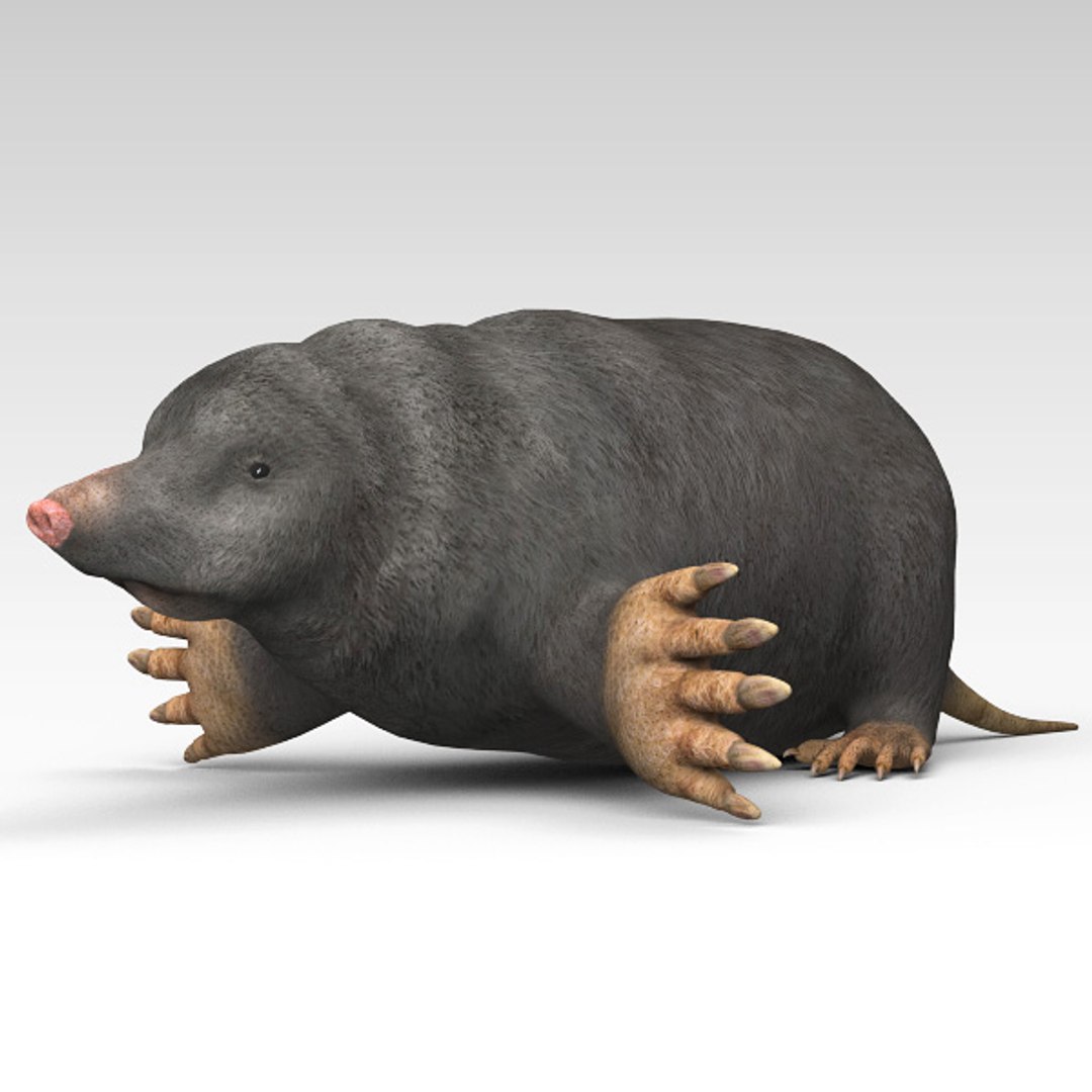 3ds Mole