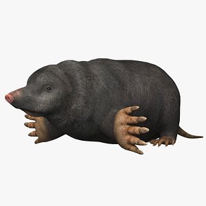 Animal Mole 3D Models for Download | TurboSquid