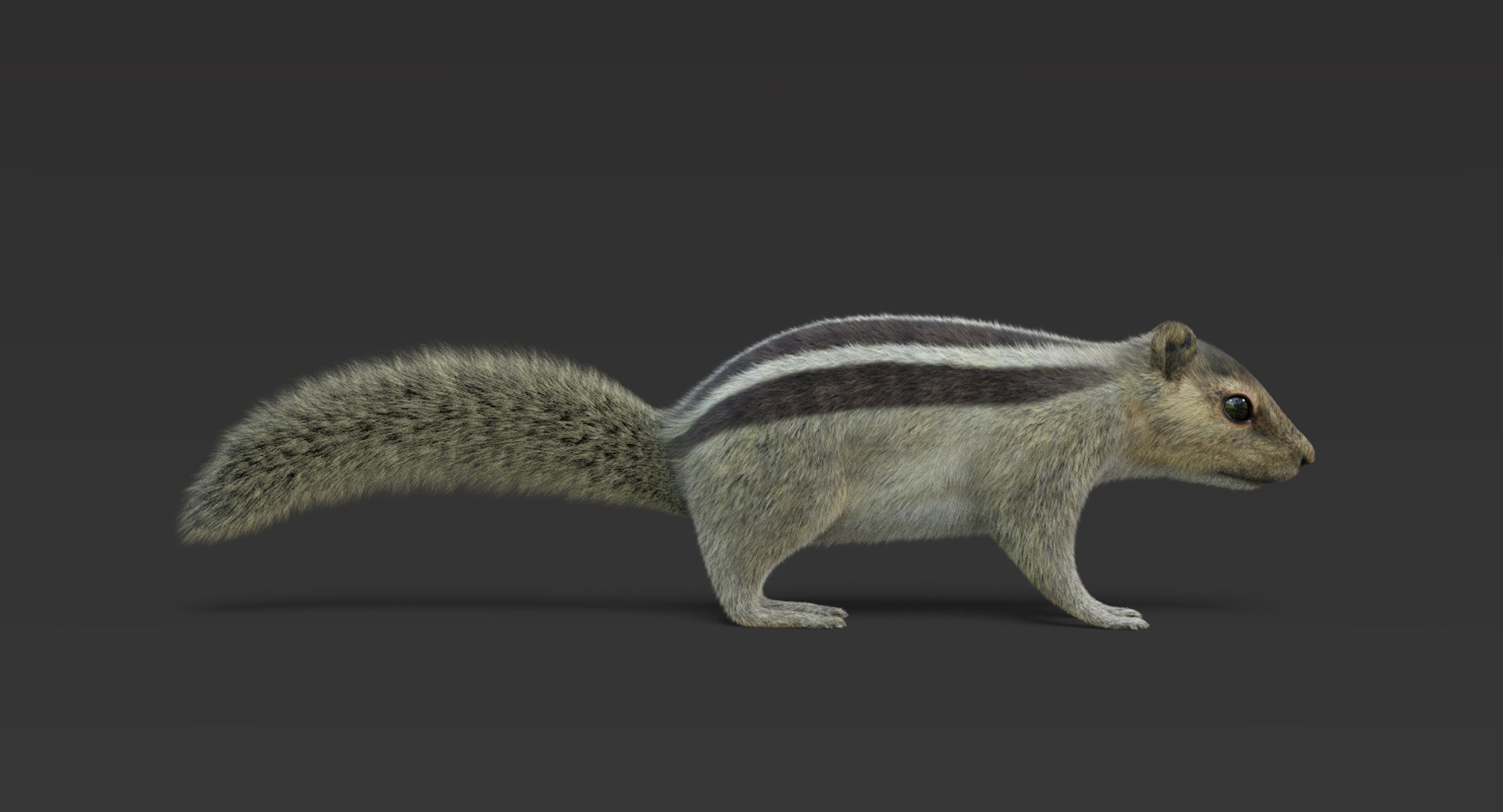 3D Squirrel 2 Fur Model - TurboSquid 1233971