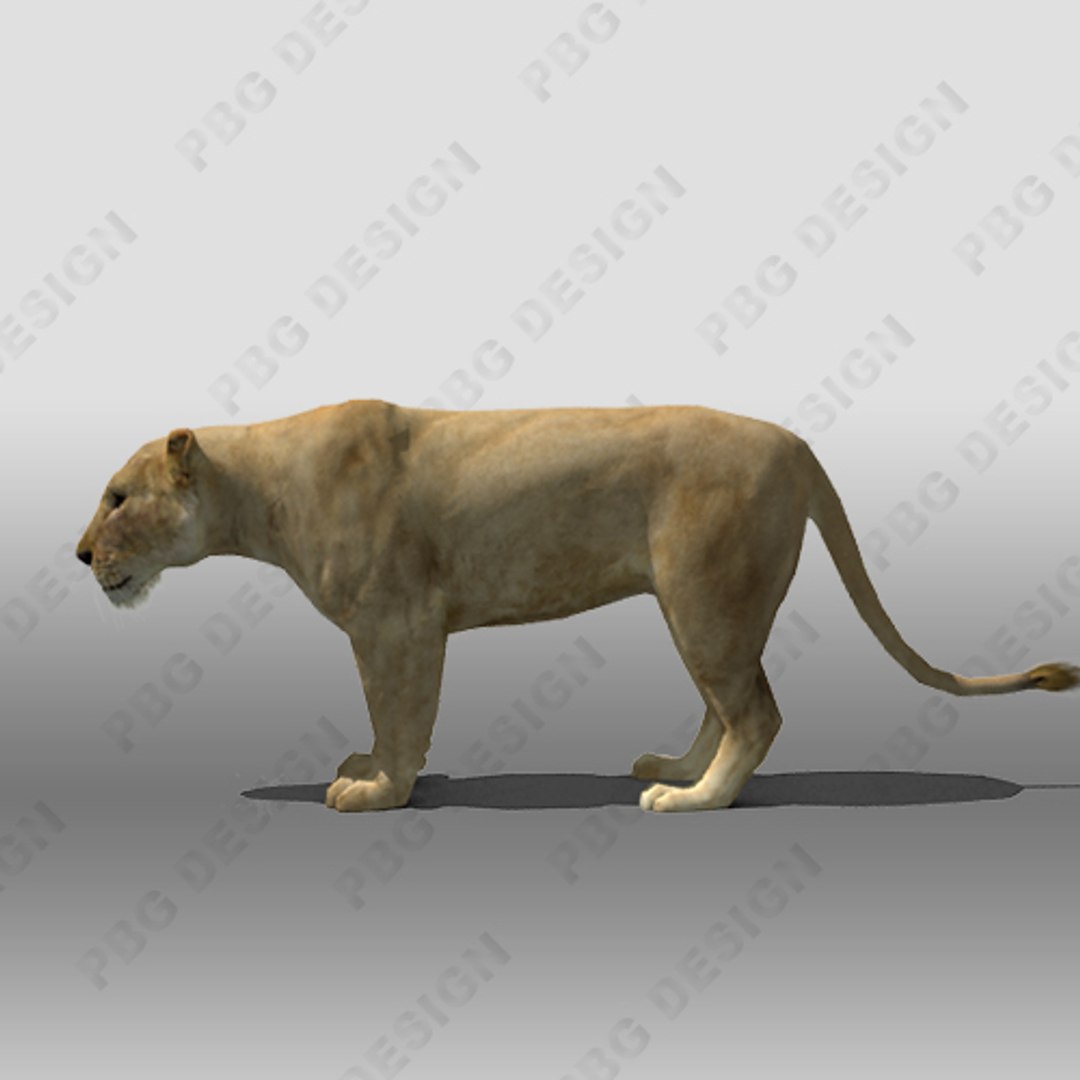3d Lioness Animations Model