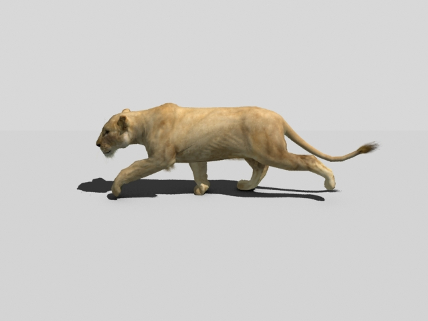 3d Lioness Animations Model