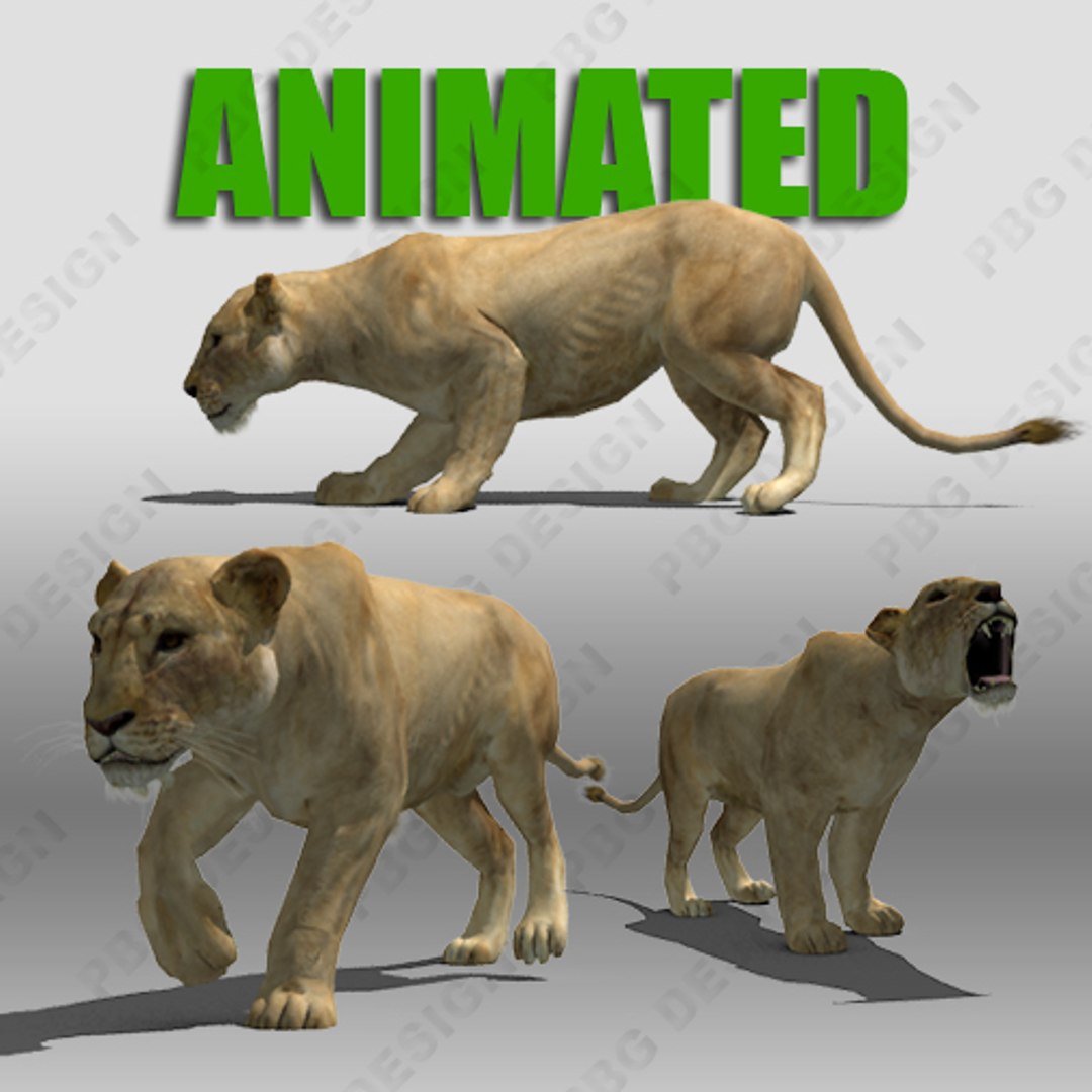 3d Lioness Animations Model