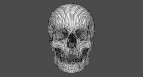 real human skull scan 3d model