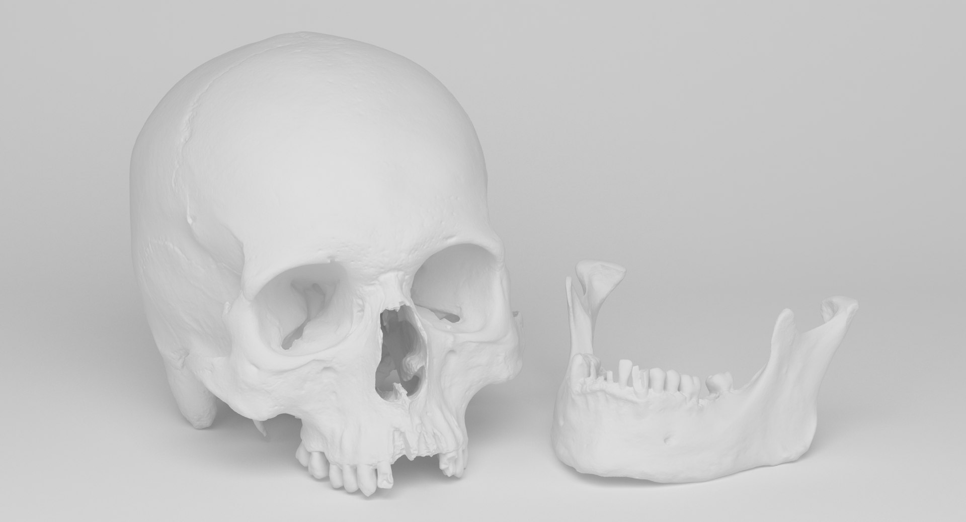 Real Human Skull Scan 3d Model