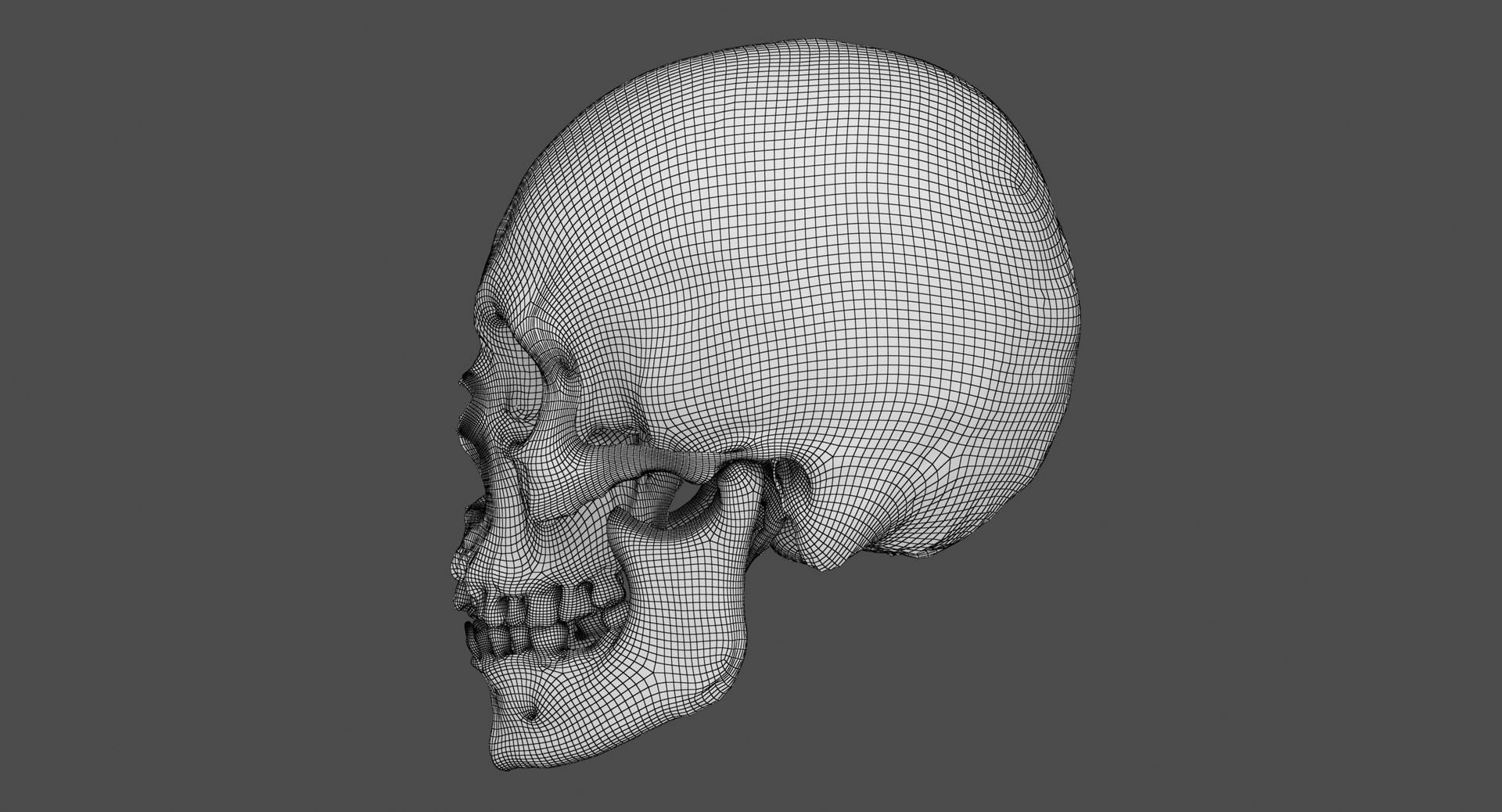 real human skull scan 3d model