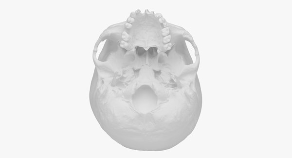 real human skull scan 3d model
