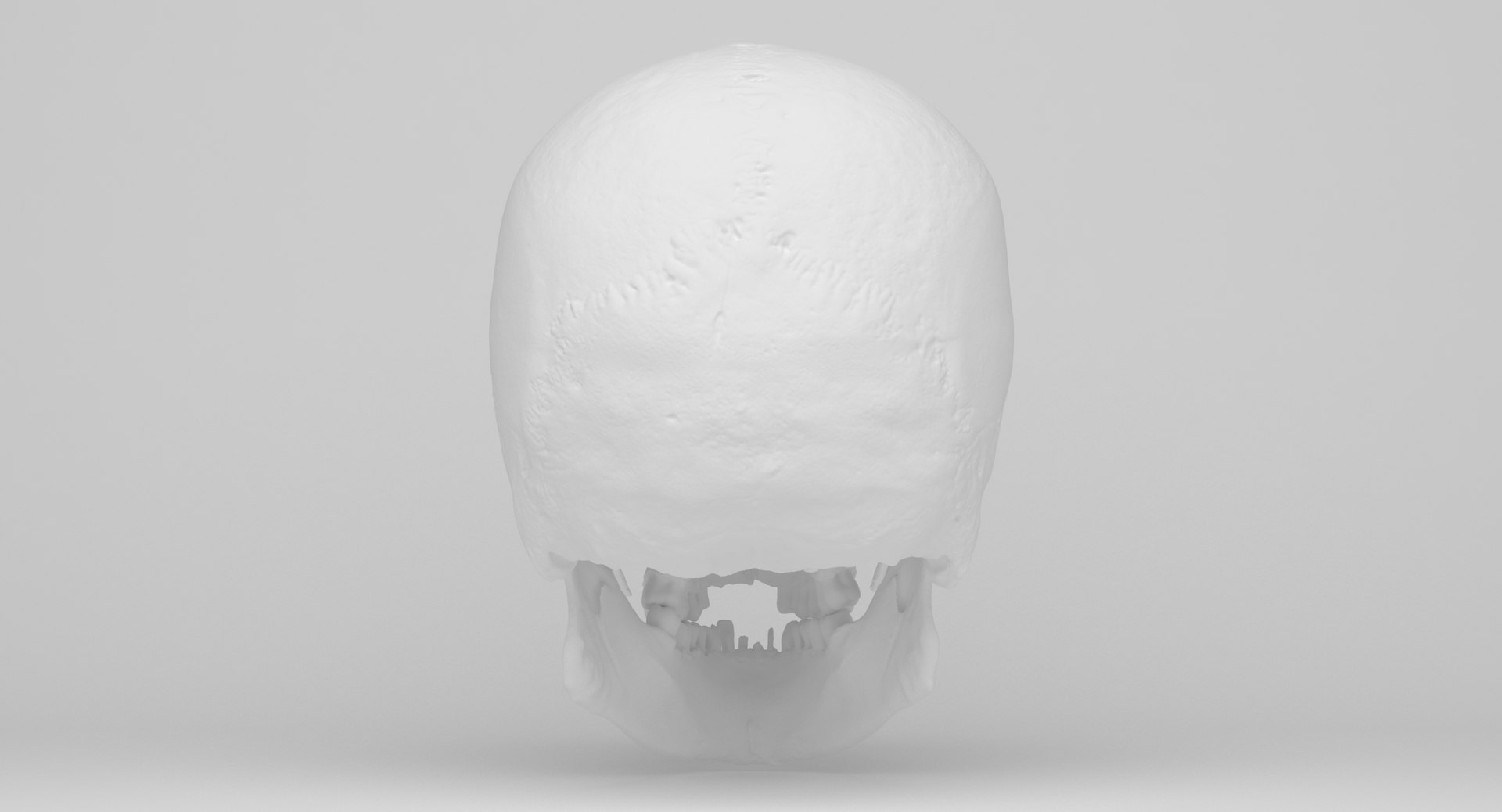 Real Human Skull Scan 3d Model