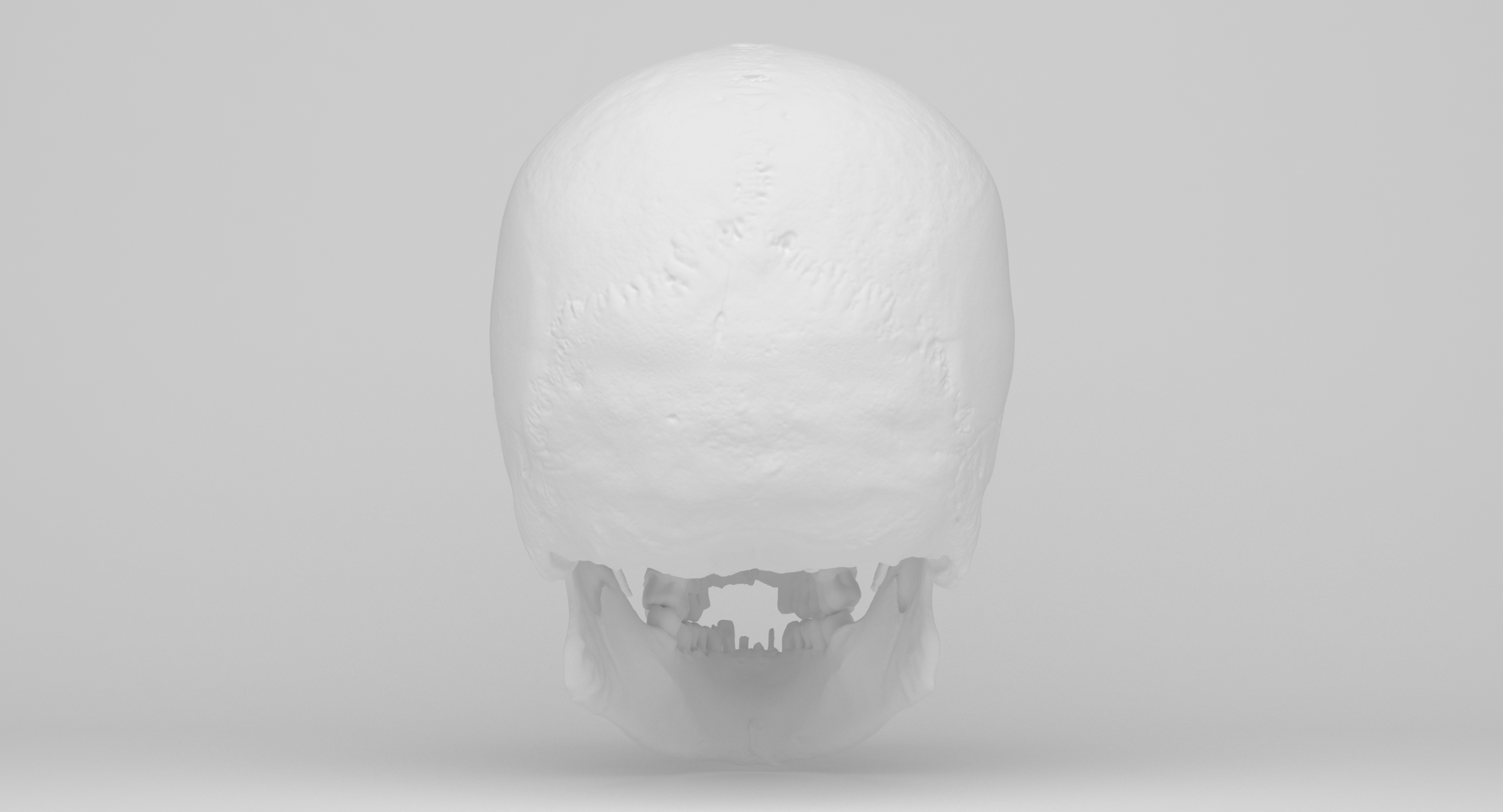 real human skull scan 3d model