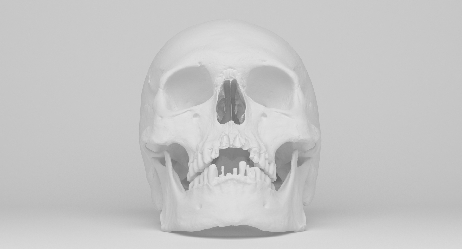 real human skull scan 3d model