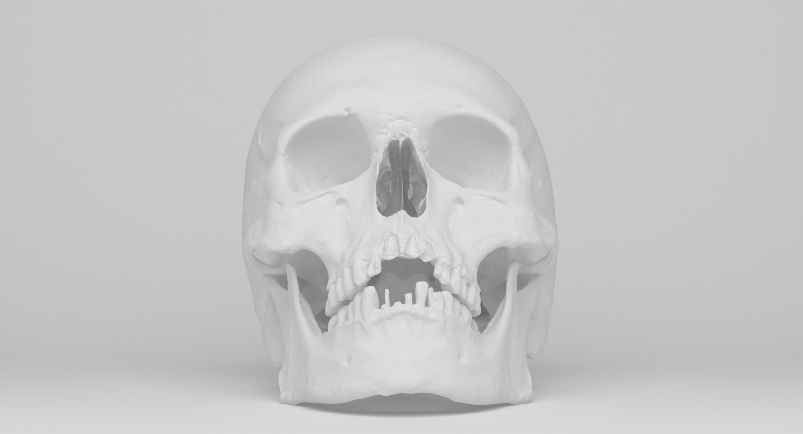 real human skull scan 3d model