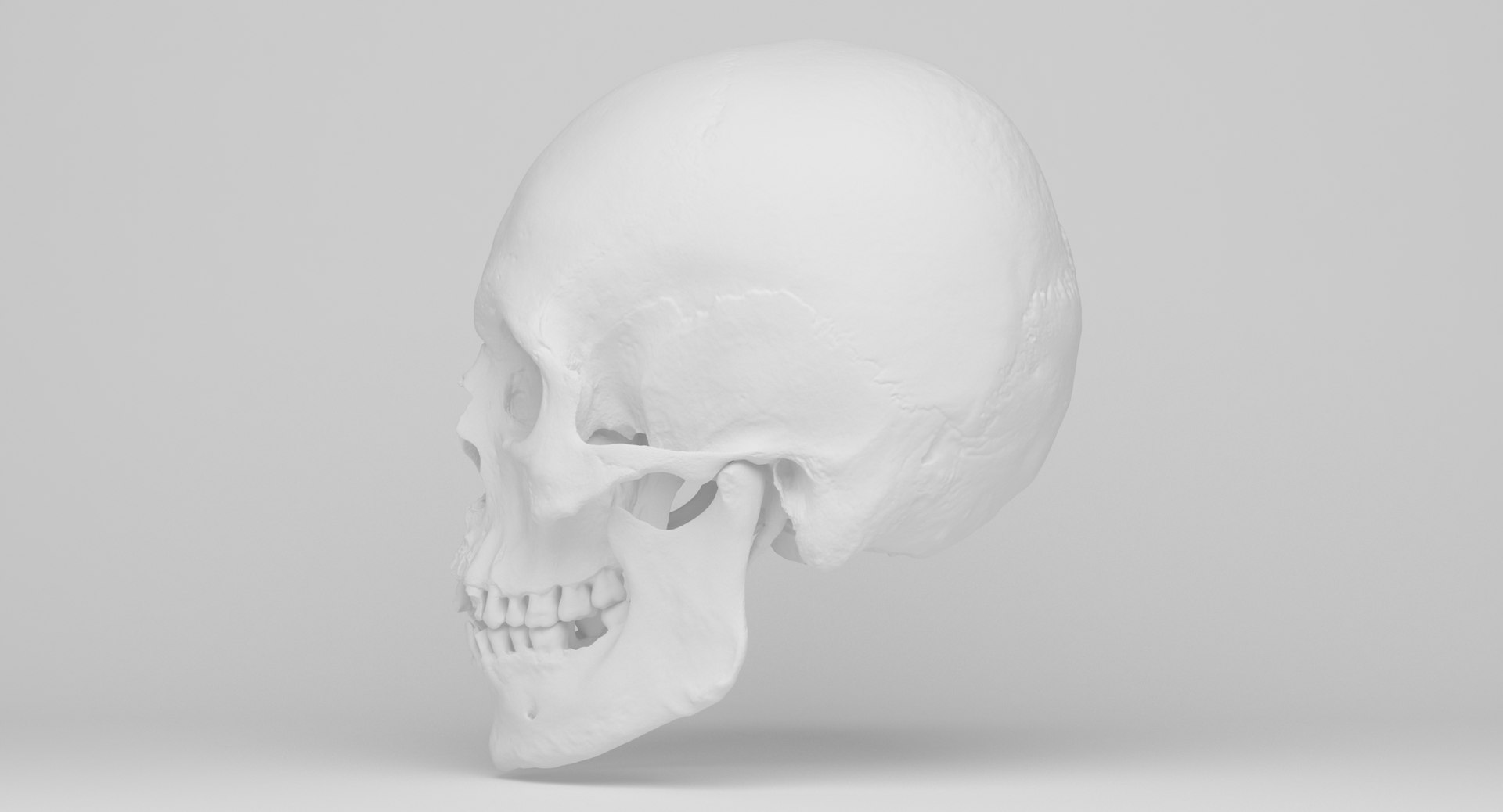 Real Human Skull Scan 3d Model