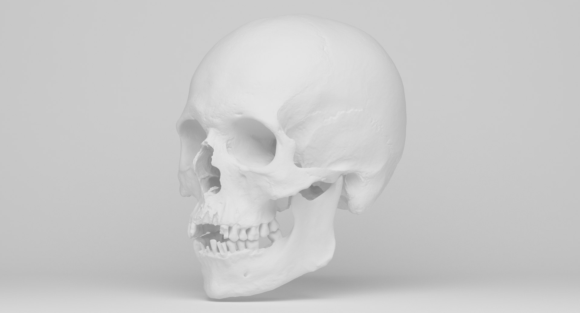 Real Human Skull Scan 3d Model