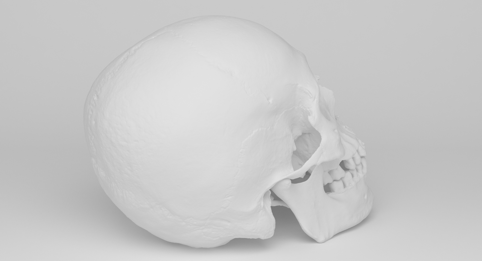 real human skull scan 3d model