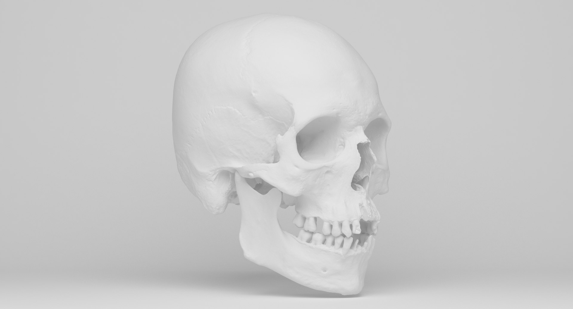 Real Human Skull Scan 3d Model