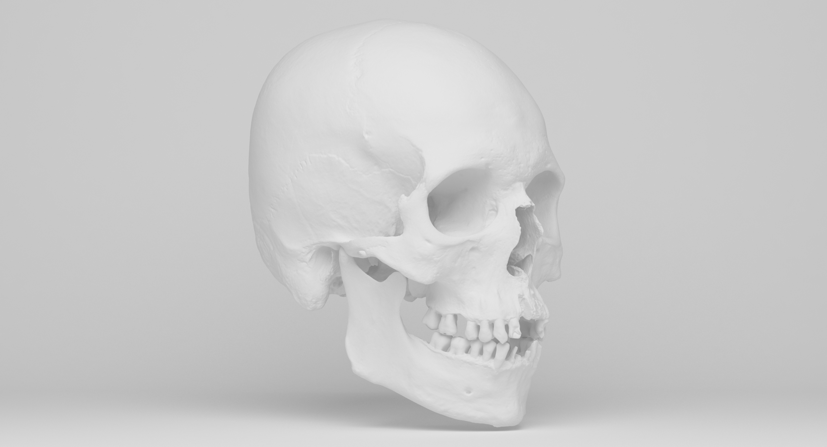 real human skull scan 3d model