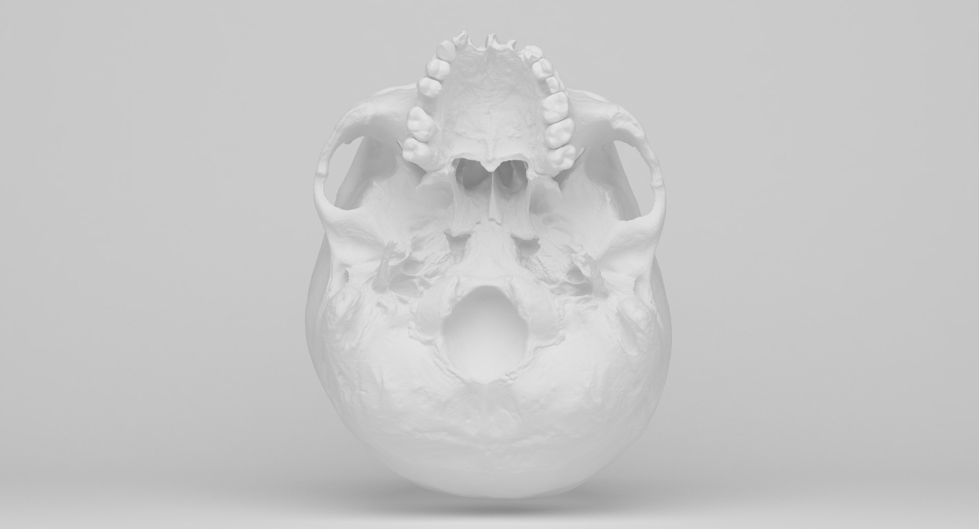 Real Human Skull Scan 3d Model