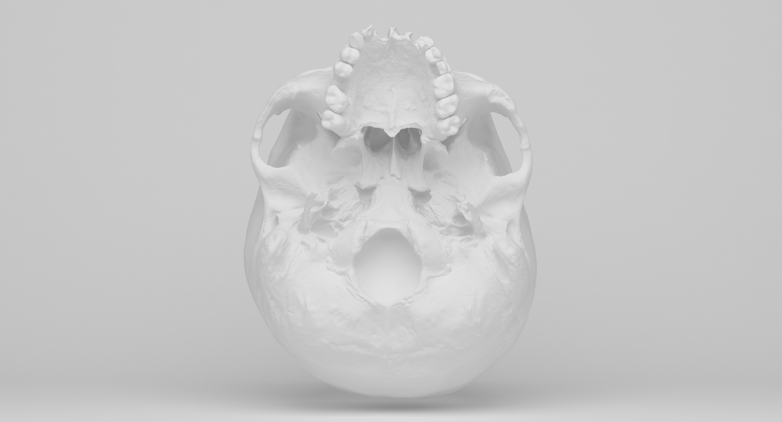 real human skull scan 3d model
