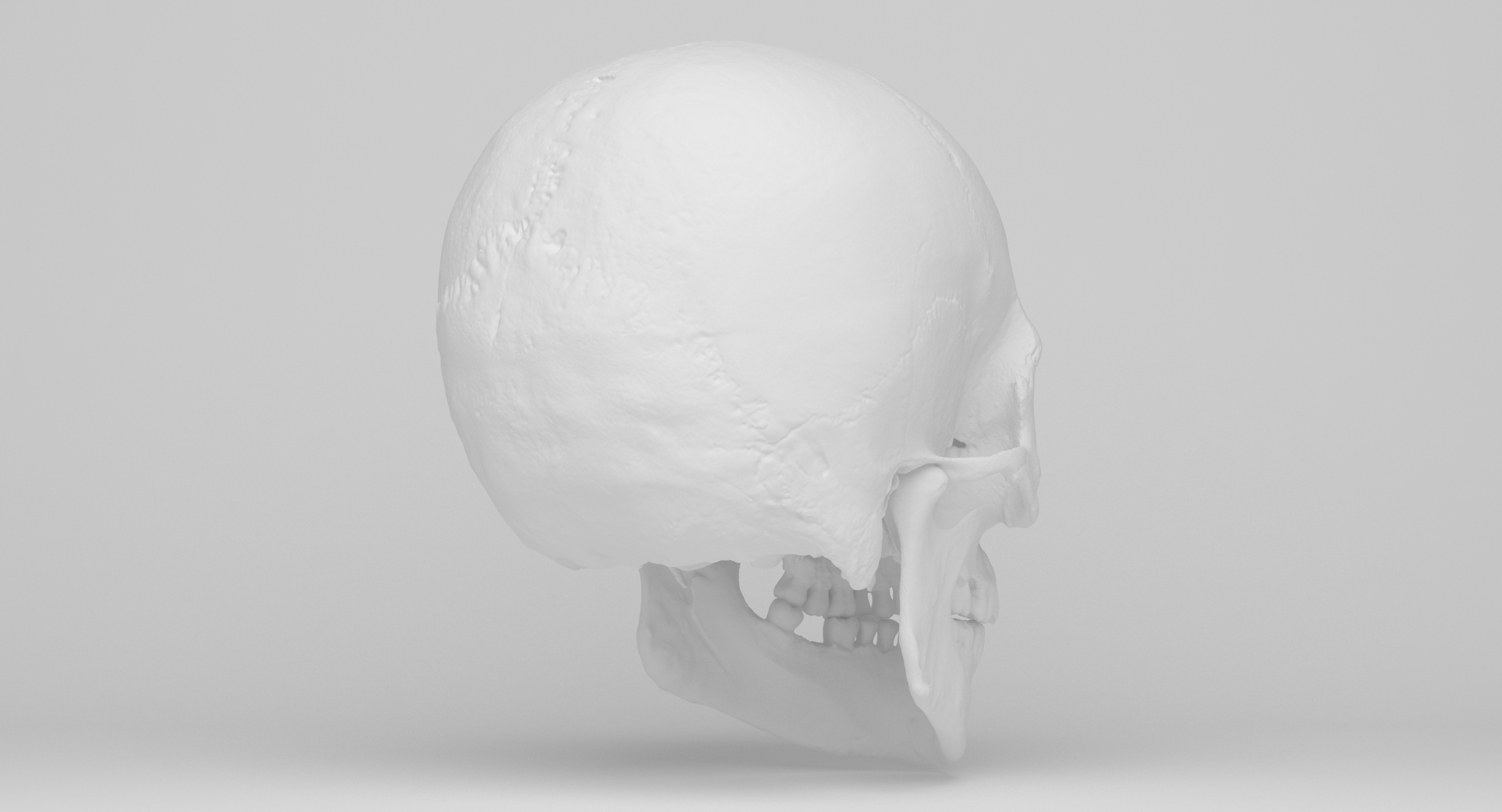 real human skull scan 3d model