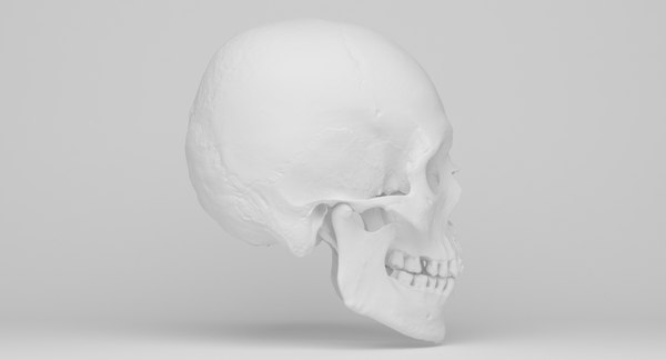 real human skull scan 3d model