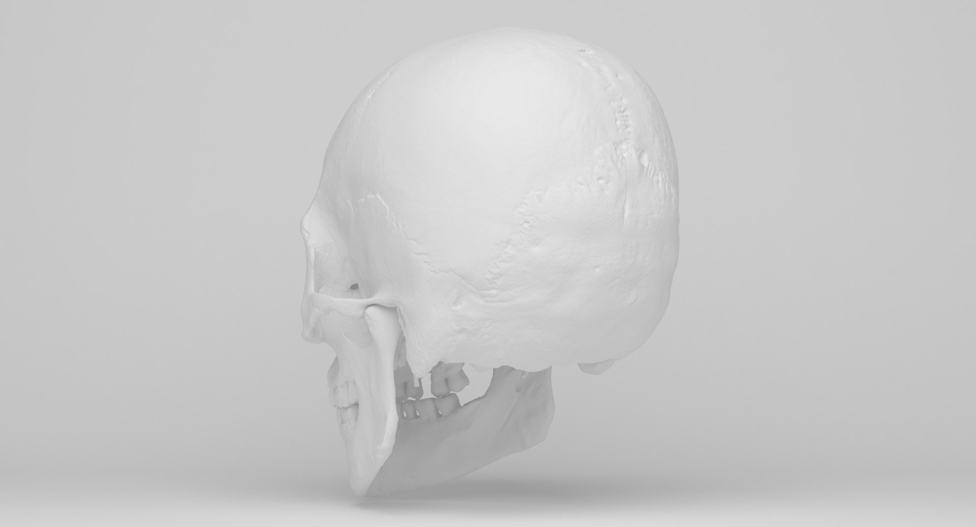Real Human Skull Scan 3d Model