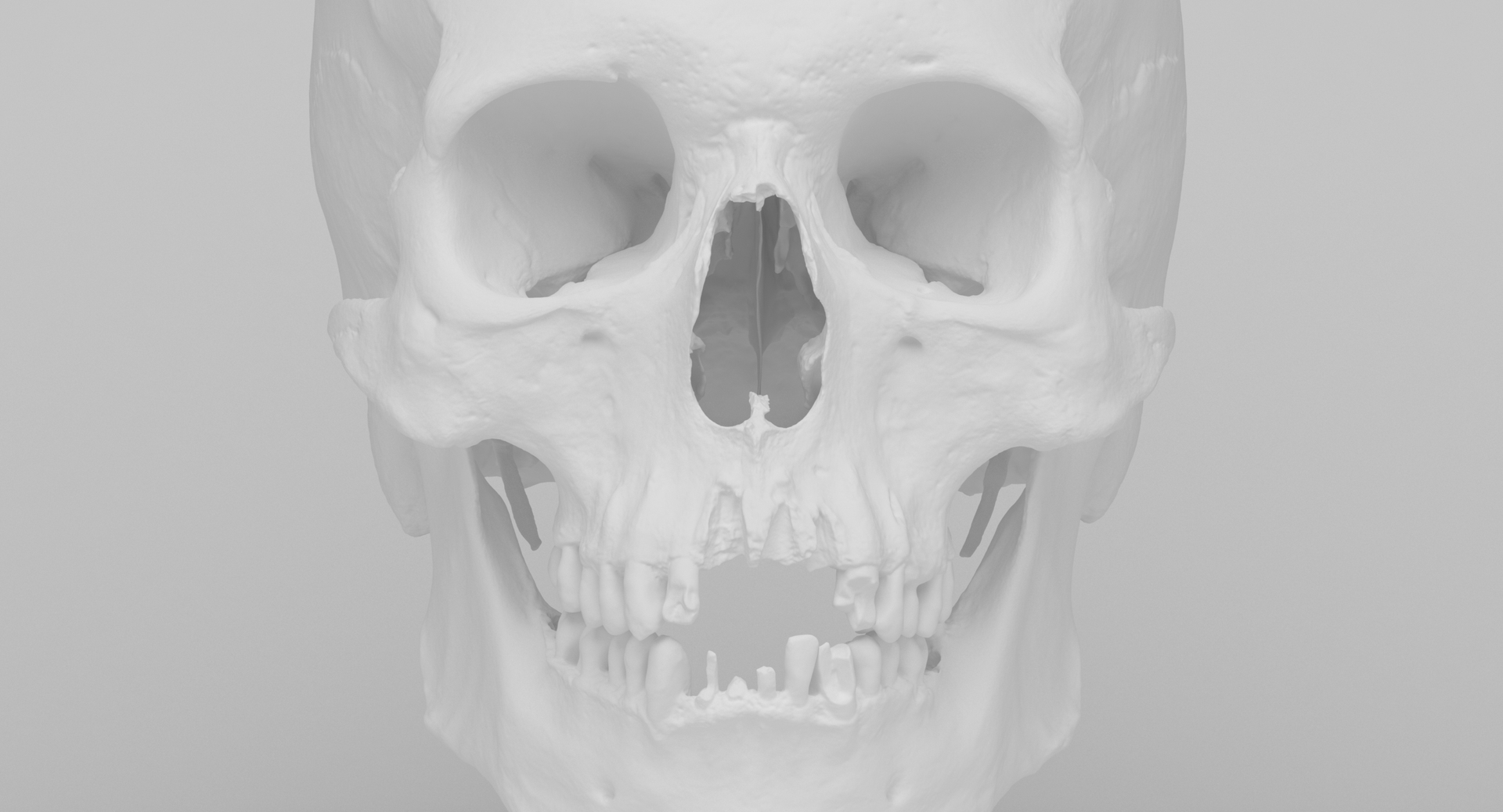 real human skull scan 3d model