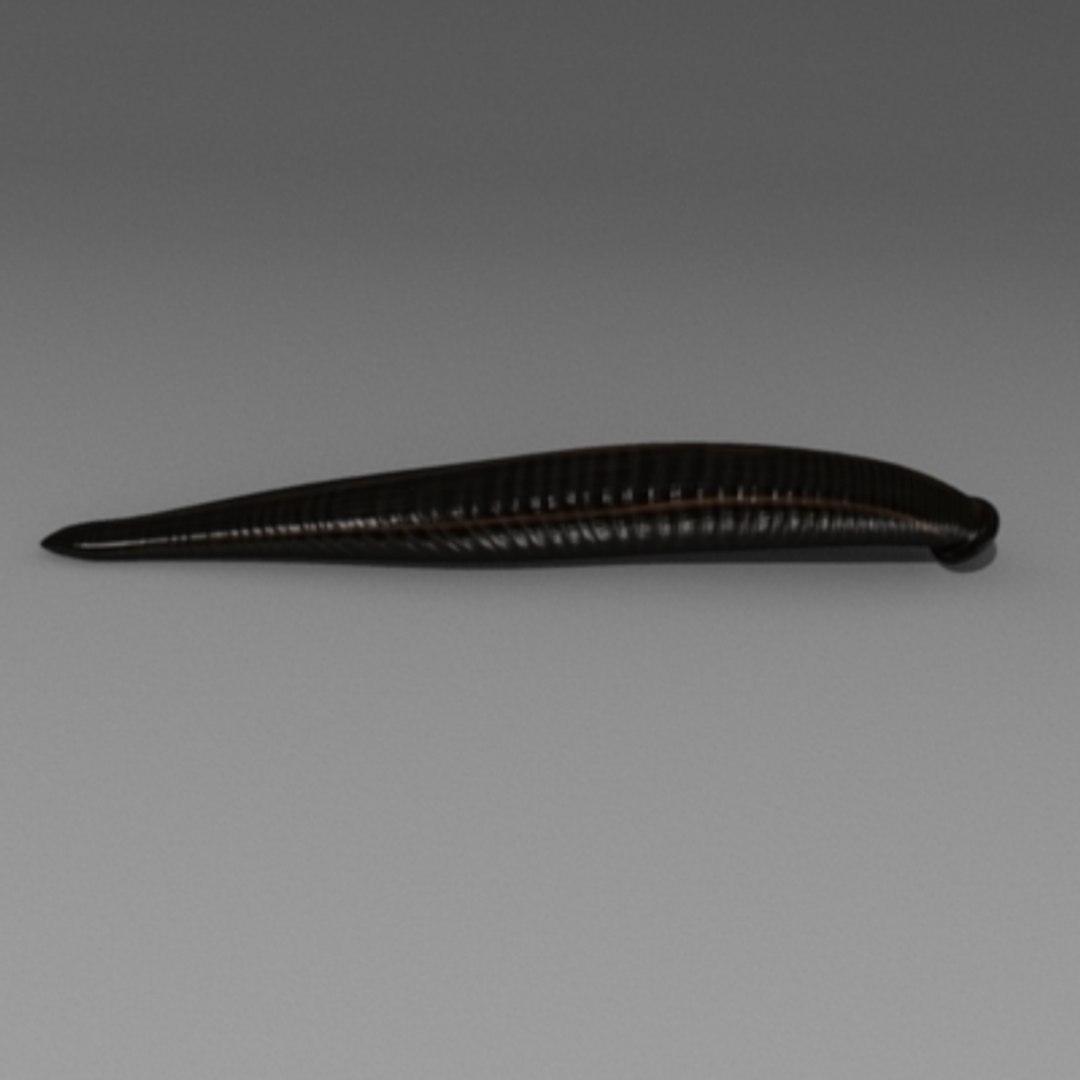 3d Model Giant Leech
