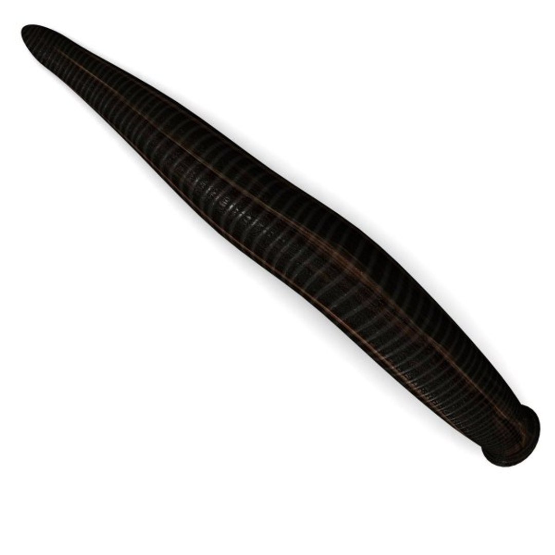 3d Model Giant Leech