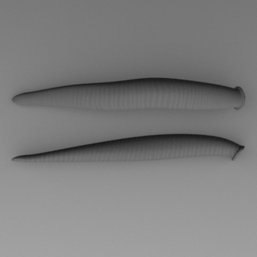 3d Model Giant Leech