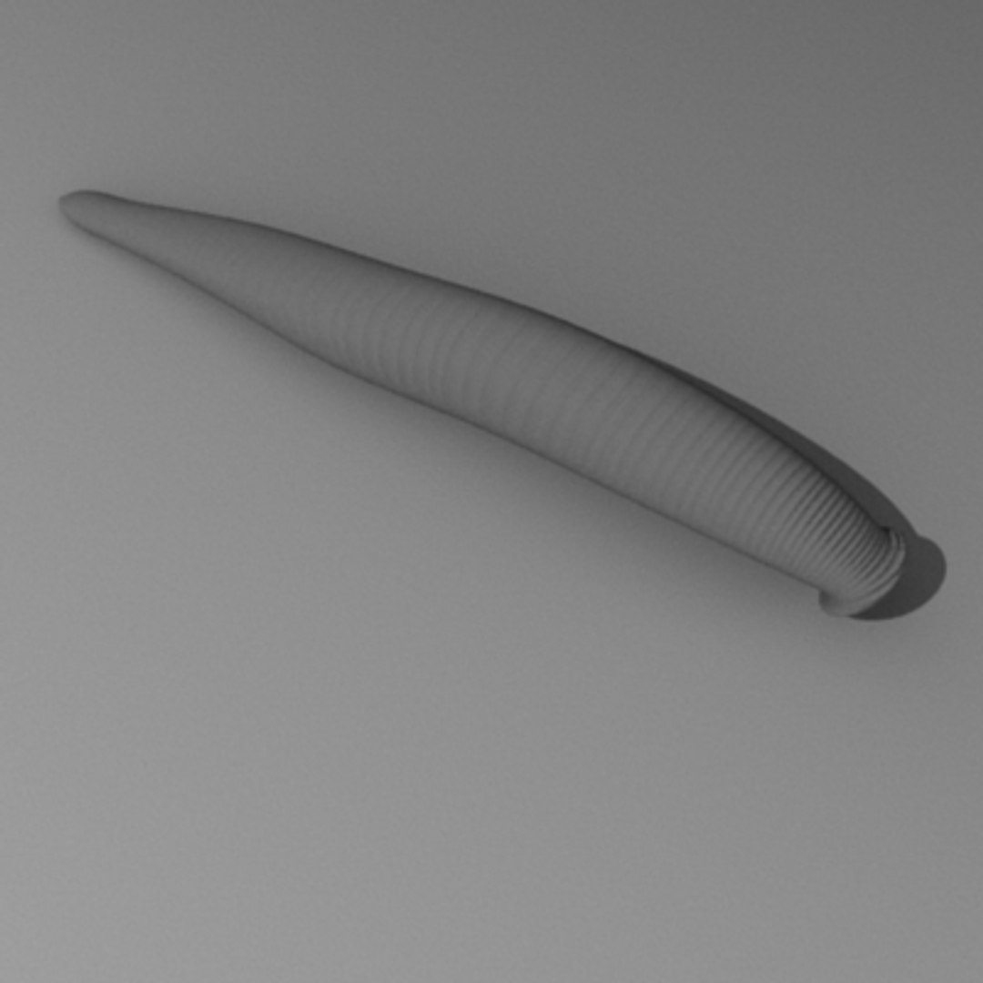 3d Model Giant Leech