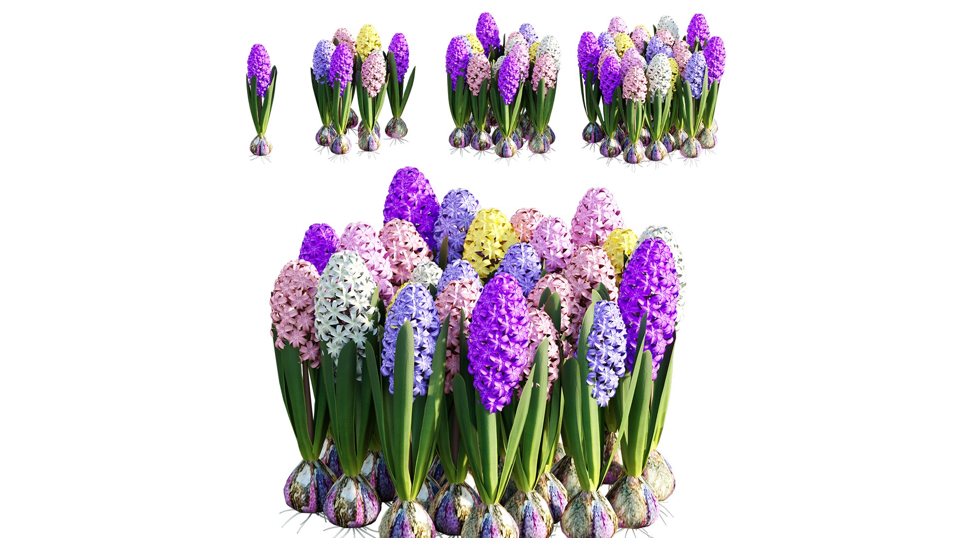 Hyacinthus 3D Model - TurboSquid 1795825