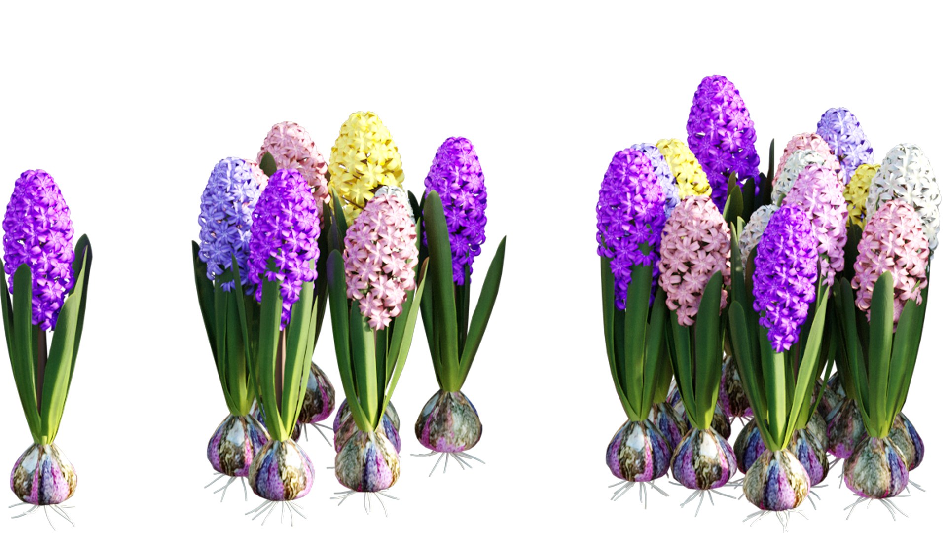 Hyacinthus 3D Model - TurboSquid 1795825