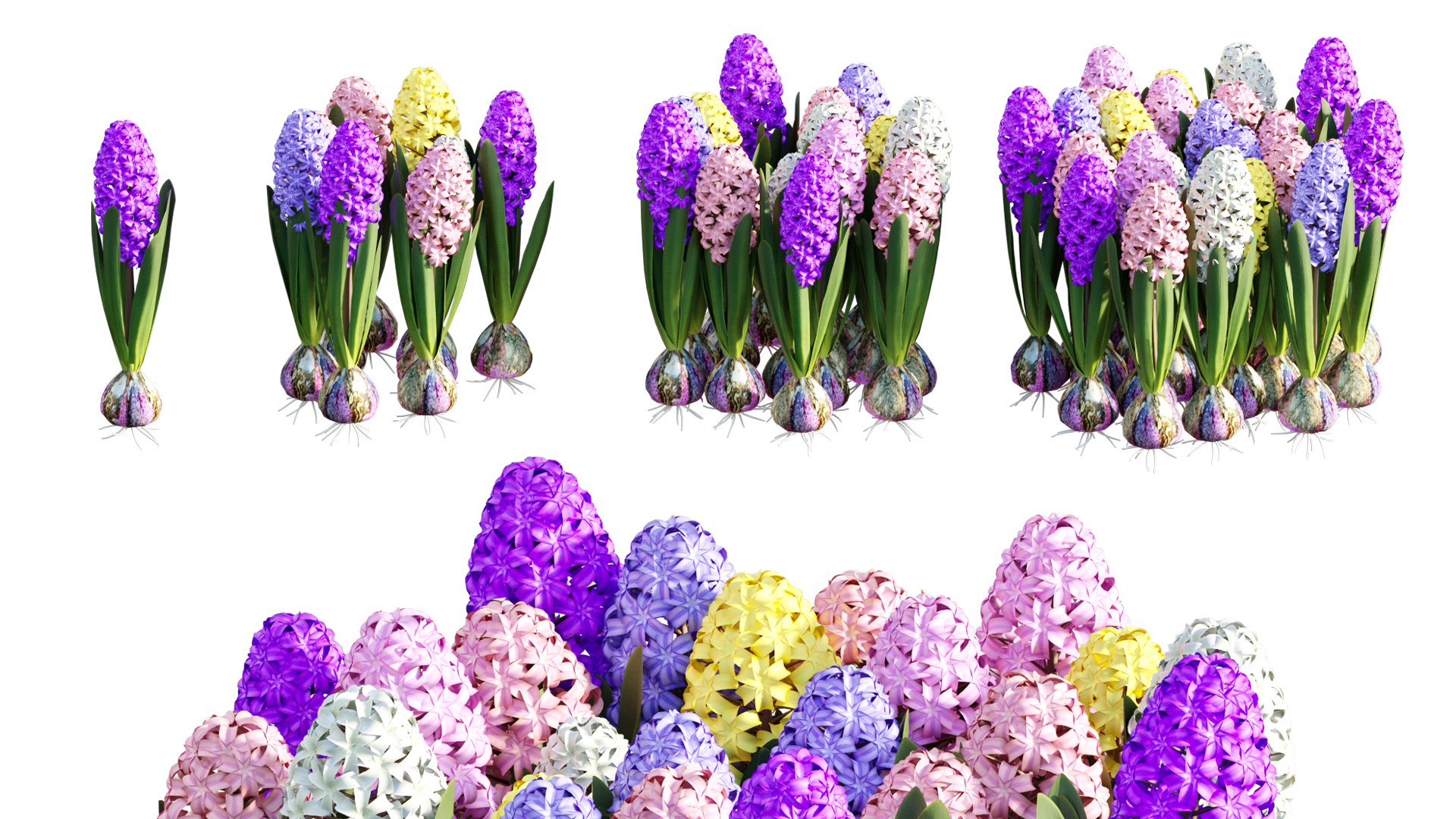 Hyacinthus 3D Model - TurboSquid 1795825