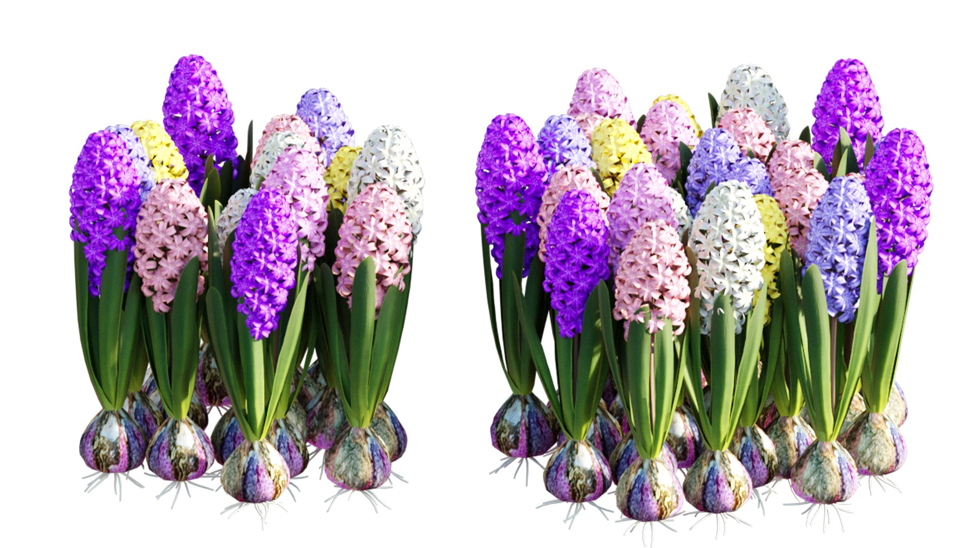 Hyacinthus 3D Model - TurboSquid 1795825