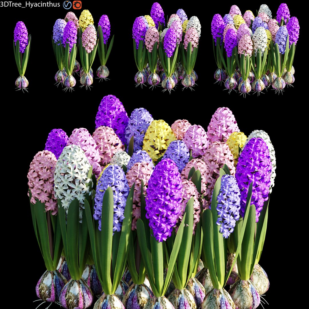 Hyacinthus 3D Model - TurboSquid 1795825