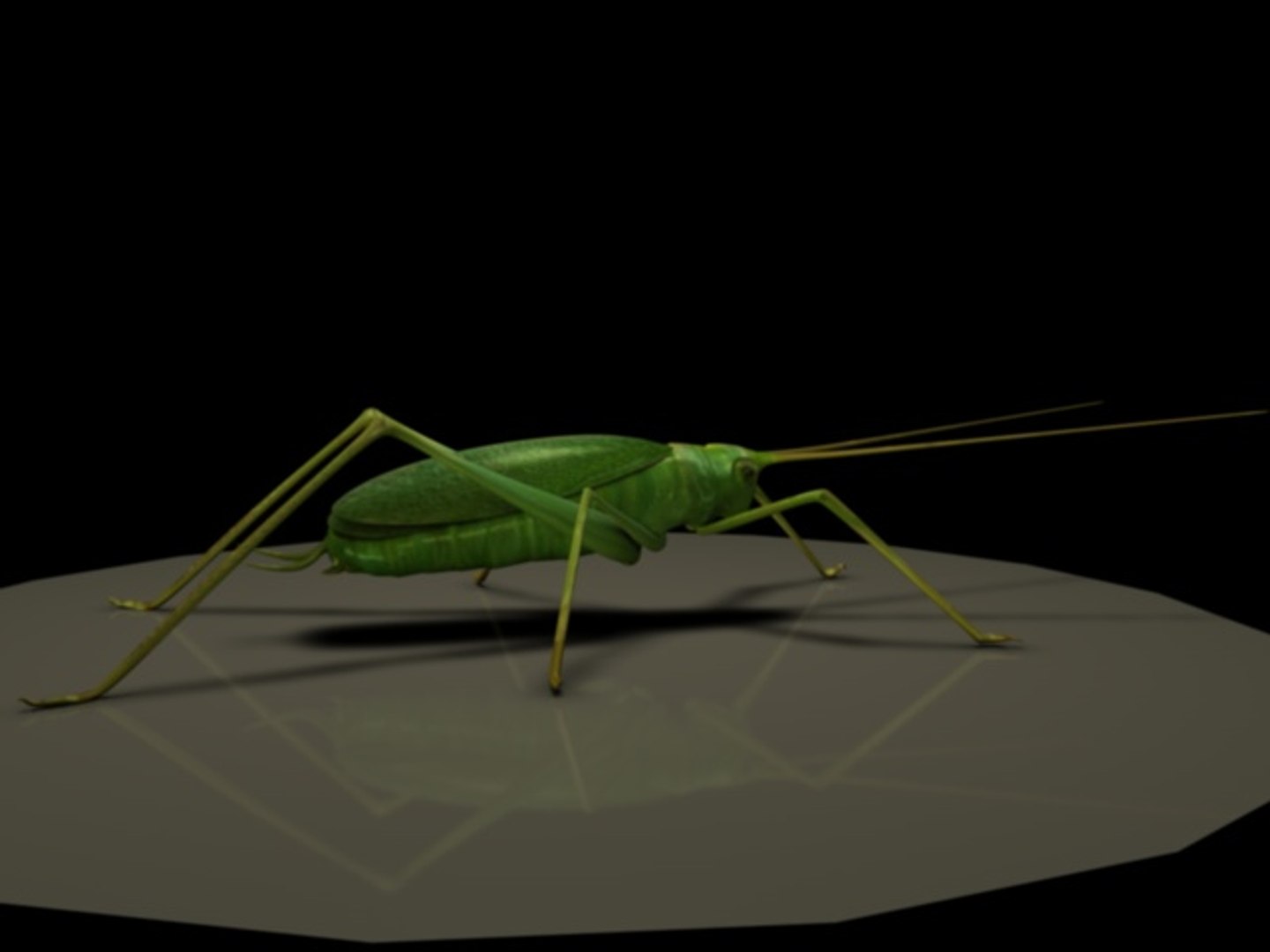 C4d11 Cricket 3d Model