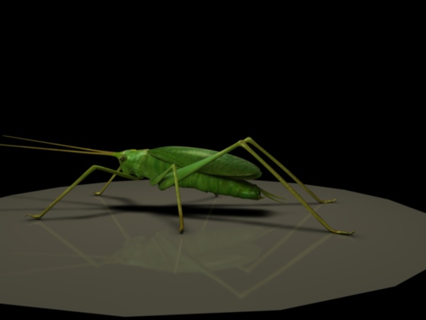 C4d11 Cricket 3d Model
