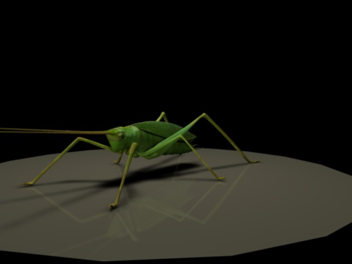 C4d11 Cricket 3d Model