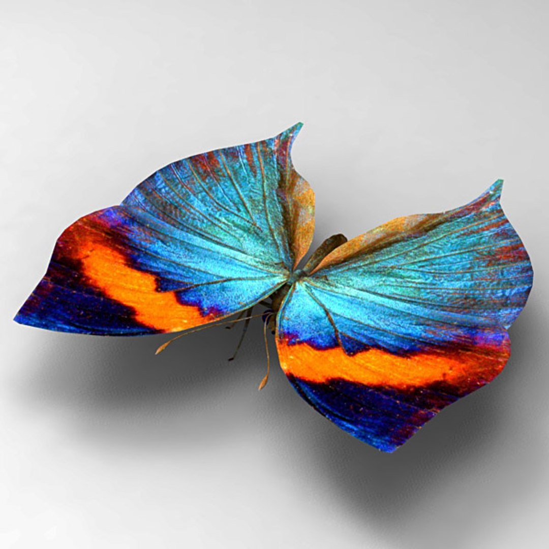 3d butterfly butt