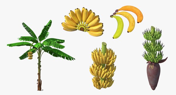 Bananas Collection 3 model - TurboSquid 1824216