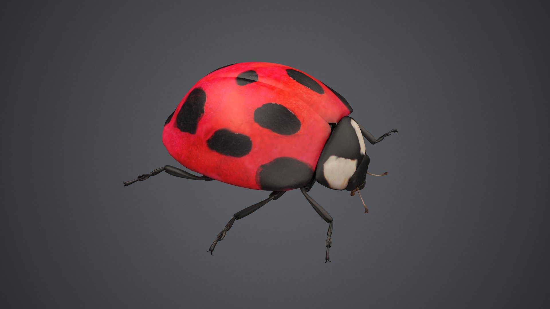 3D Ladybug Ladybird Beetle Bug Insect Coccinella Insects Bugs Fly ...