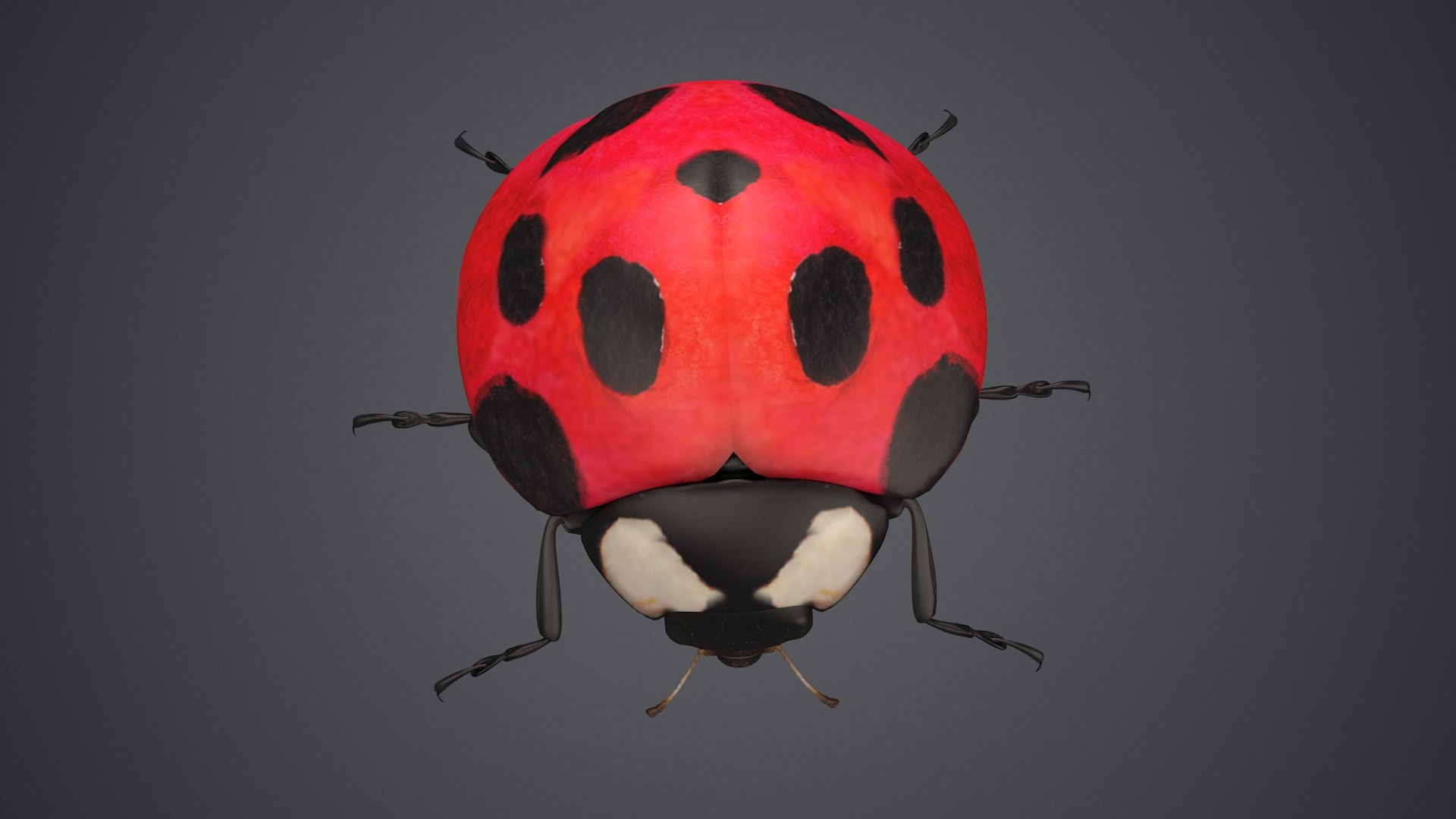 3D Ladybug Ladybird Beetle Bug Insect Coccinella Insects Bugs Fly ...